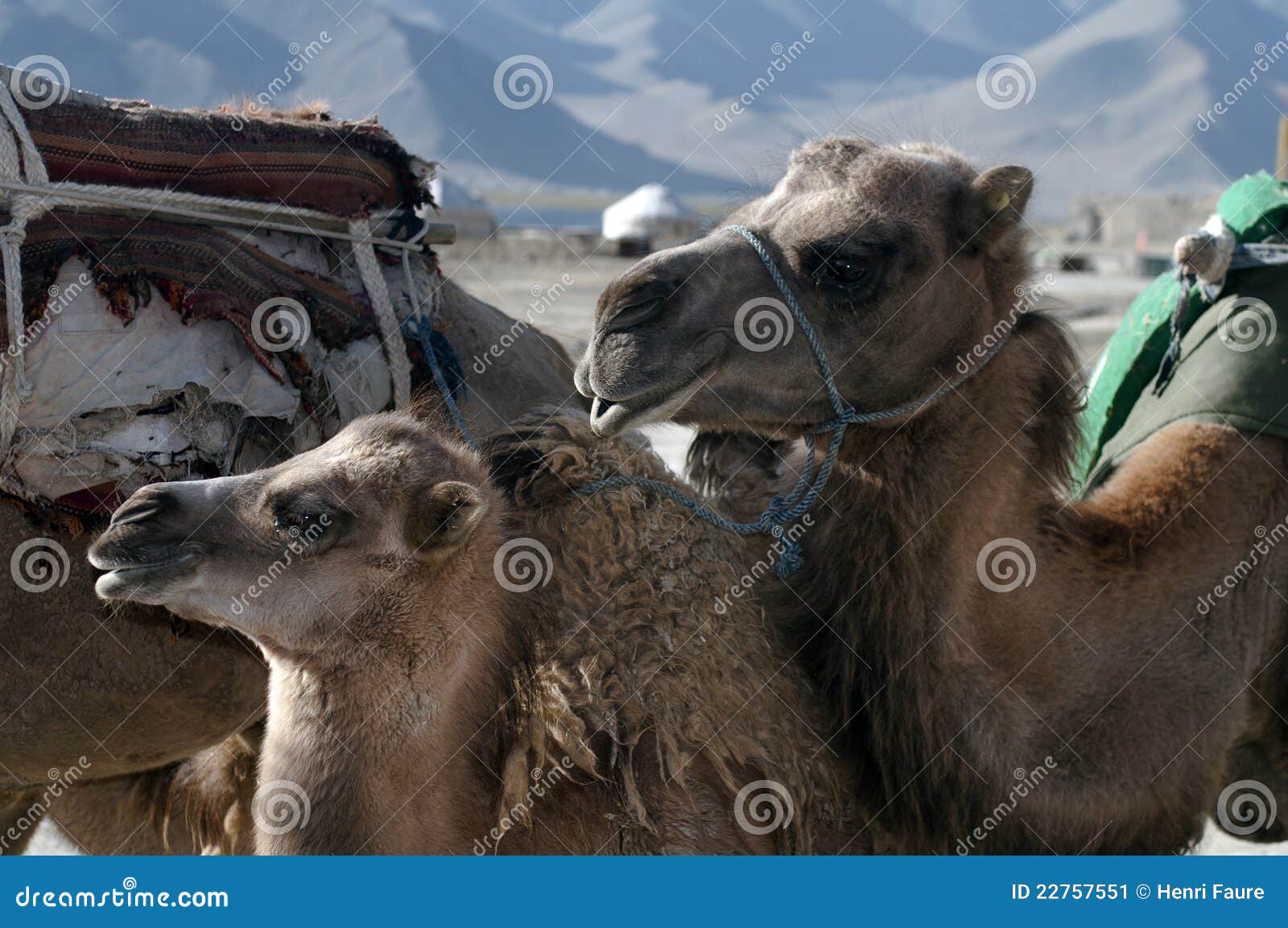 Bactriane Camels in the Kungur Range Stock Image - Image of china ...