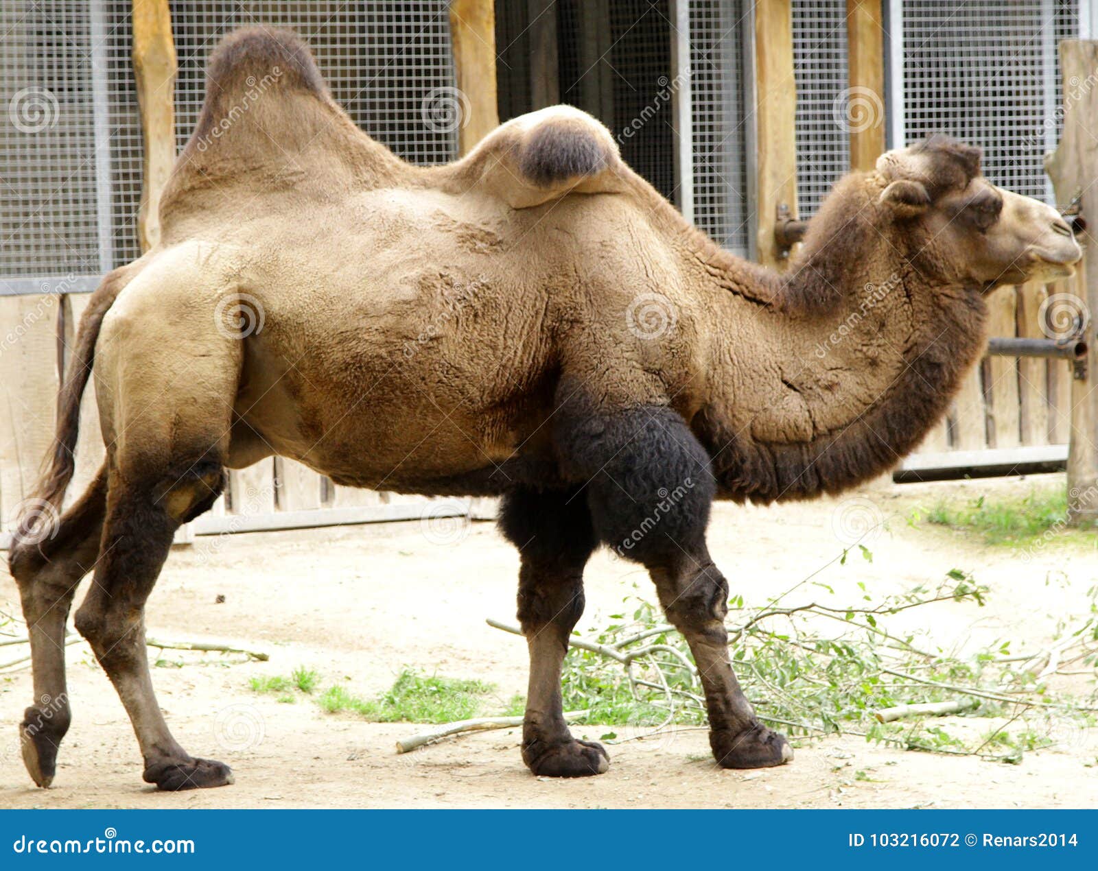 Bactrianus Bactriano Nacional Del Camelus Del Camello Foto de archivo - Imagen de grupo, hojas ...