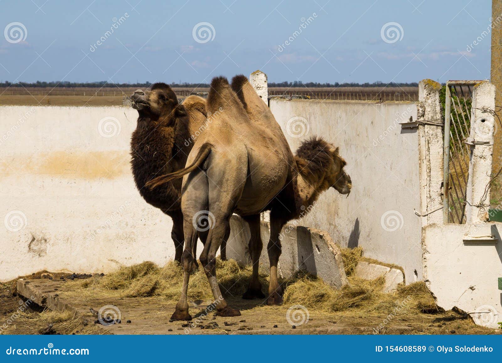 Bactrianus Del Camelus Del Camello Bactriano Imagen de archivo - Imagen ...