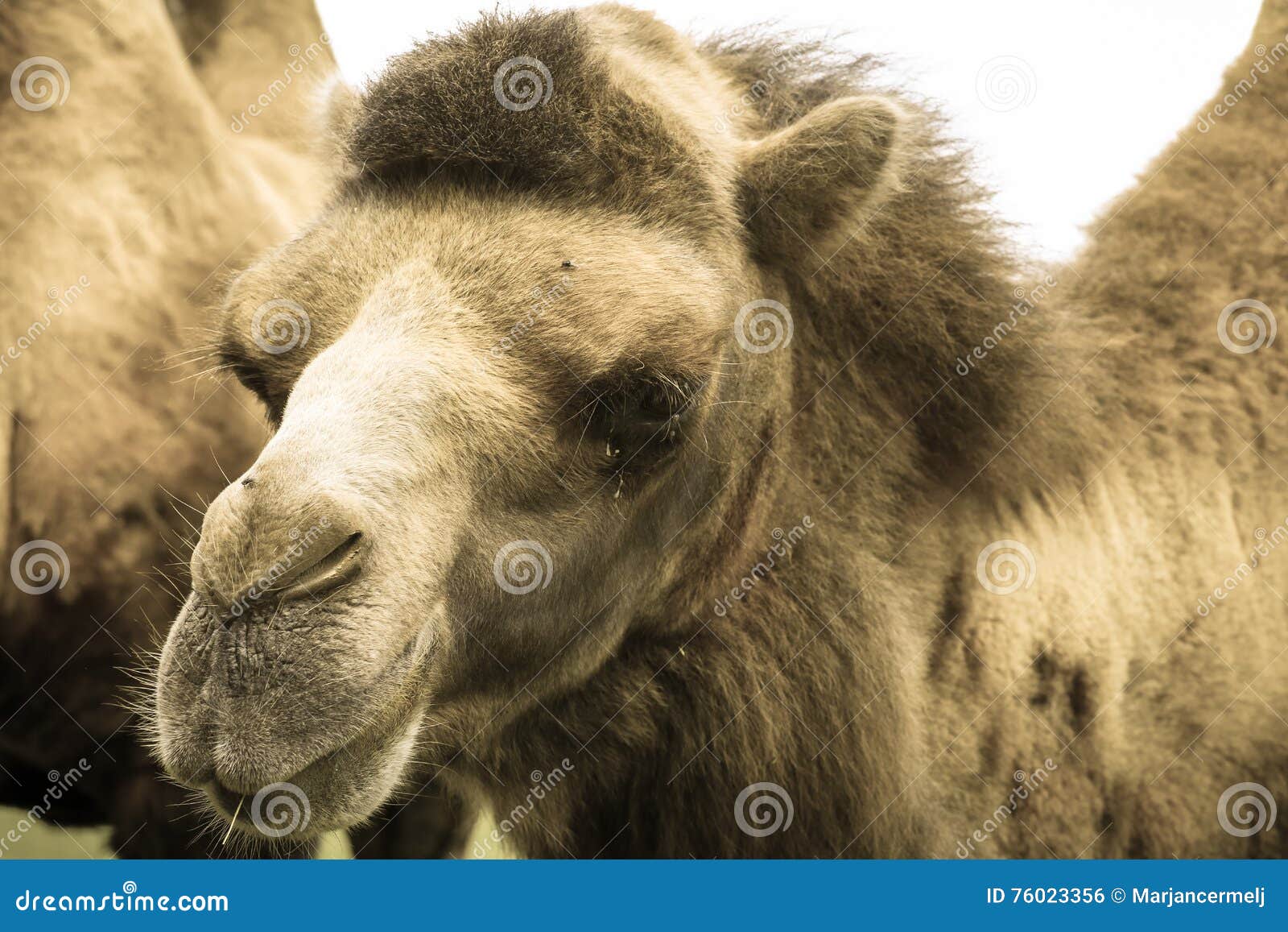 Bactrianus Del Camelus Del Camello Bactriano Foto de archivo - Imagen ...