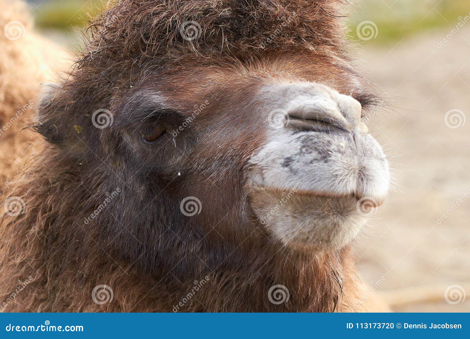 Bactrianus Do Camelus Do Camelo Bactriano Foto de Stock - Imagem de ...