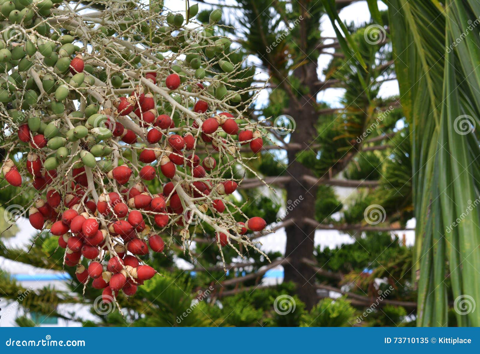 Bactris gasipaes palm stock image. Image of gasipaes - 73710135