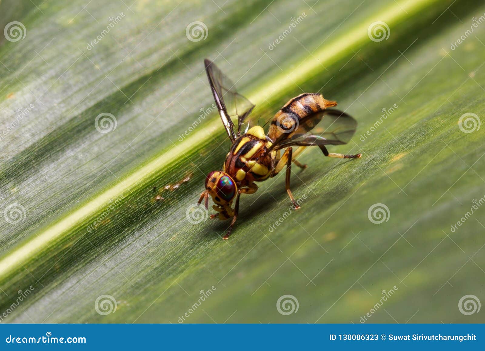 Bactrocera Dorsalis Hendel In Plastic Bottle. Insect Pests Of Mango ...