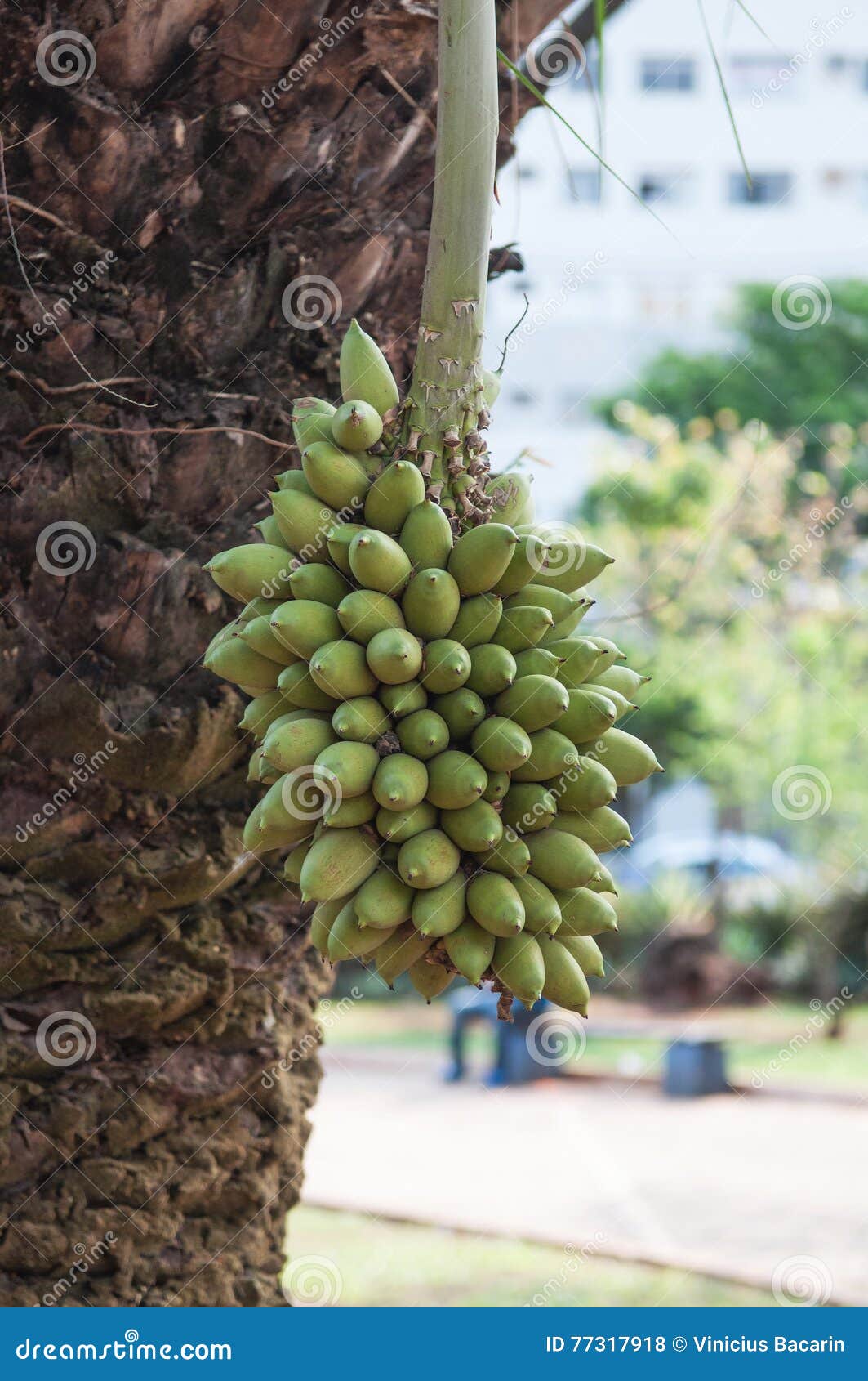 Bacuri Fruit from a Palm Tree in South America Stock Photo - Image of ...