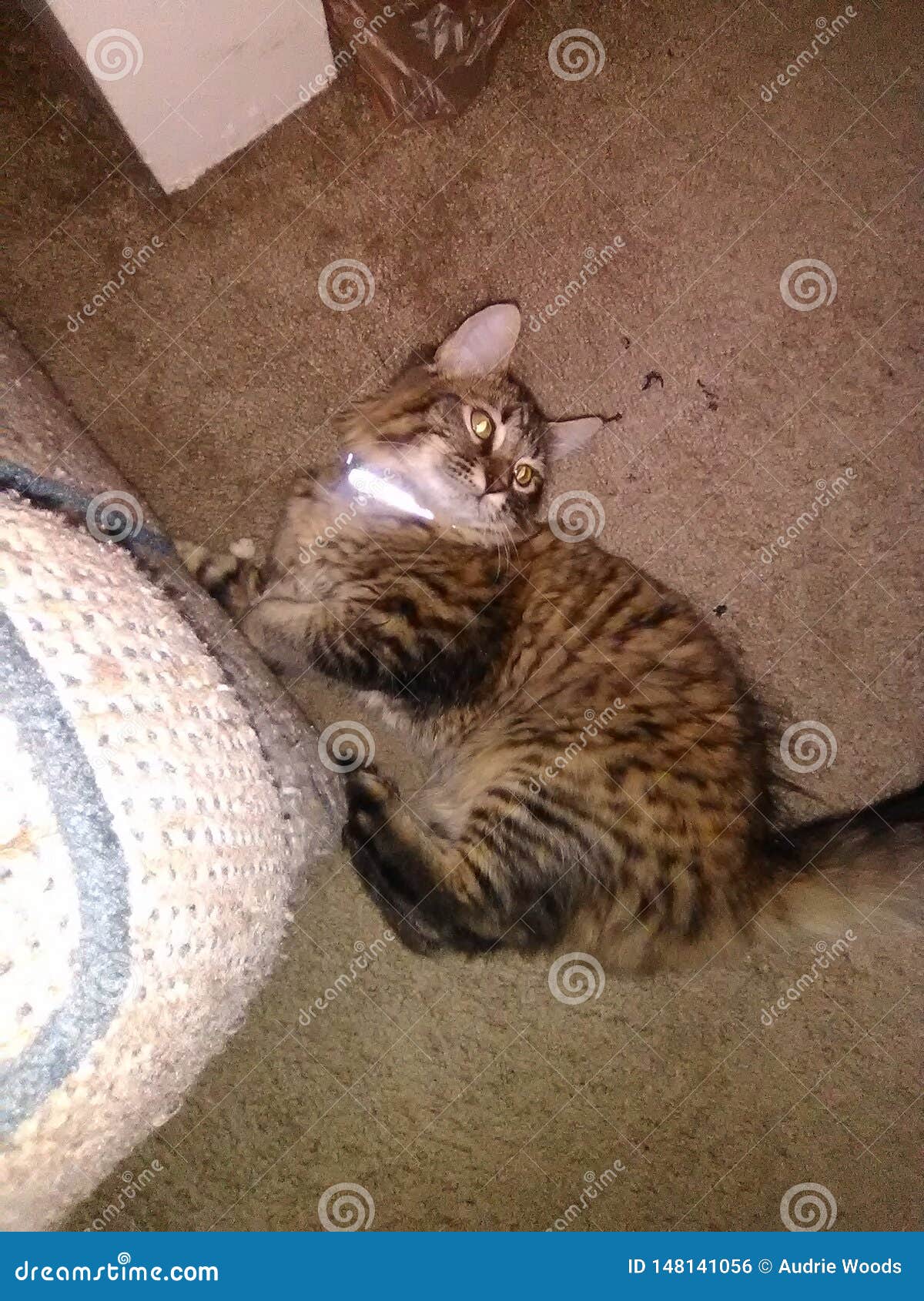 Bad Cat stock photo. Image of kitten, animal - 148141056