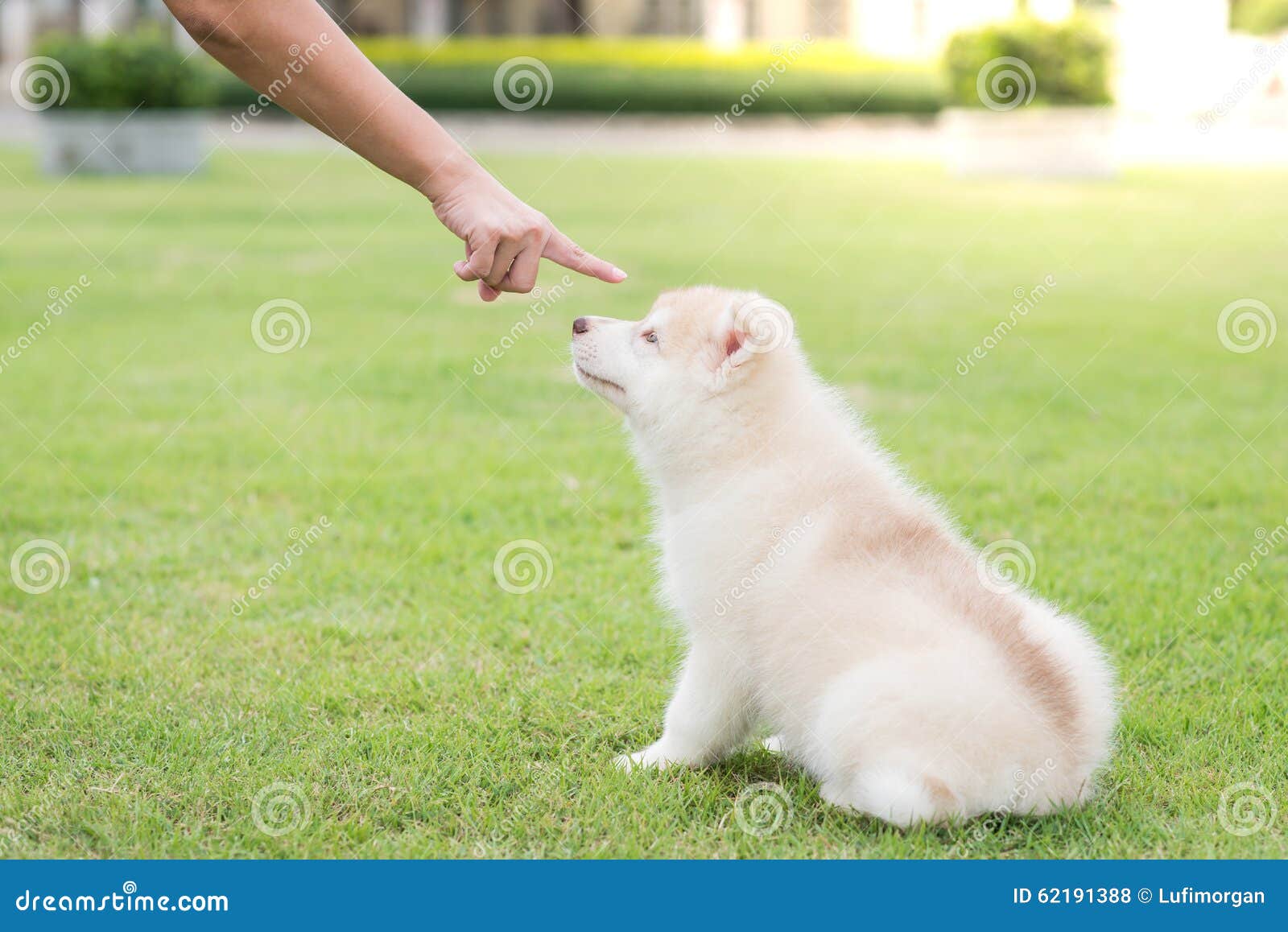 Bad Behavior Dog Being Punished Stock Photo - Image of person, hand ...