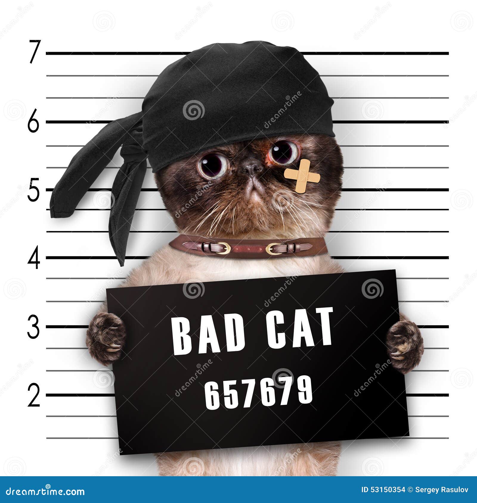 Bad cat. stock photo. Image of cardboard, felony, frame - 53150354