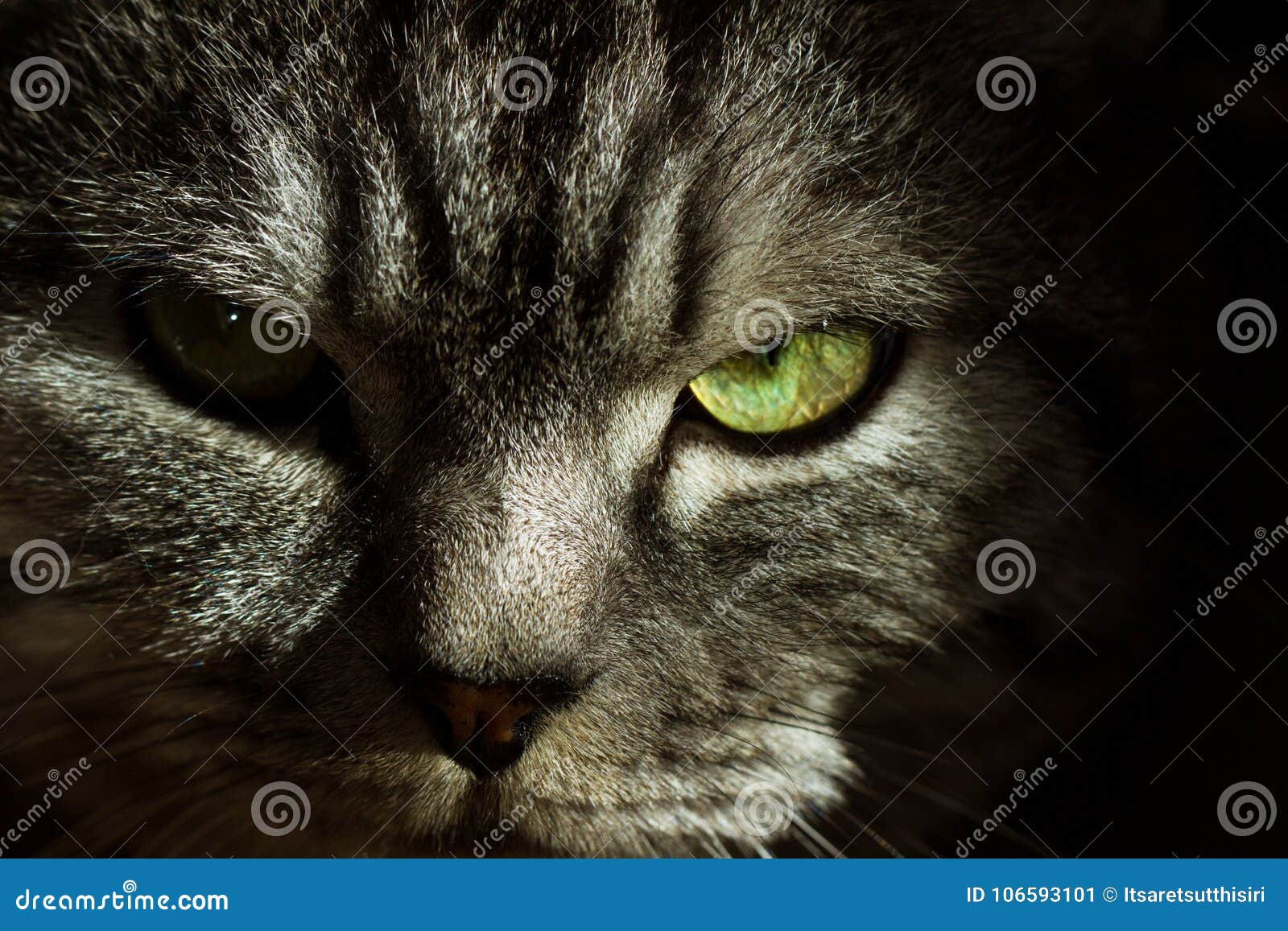 Bad cat stock image. Image of cute, scary, beautiful - 106593101