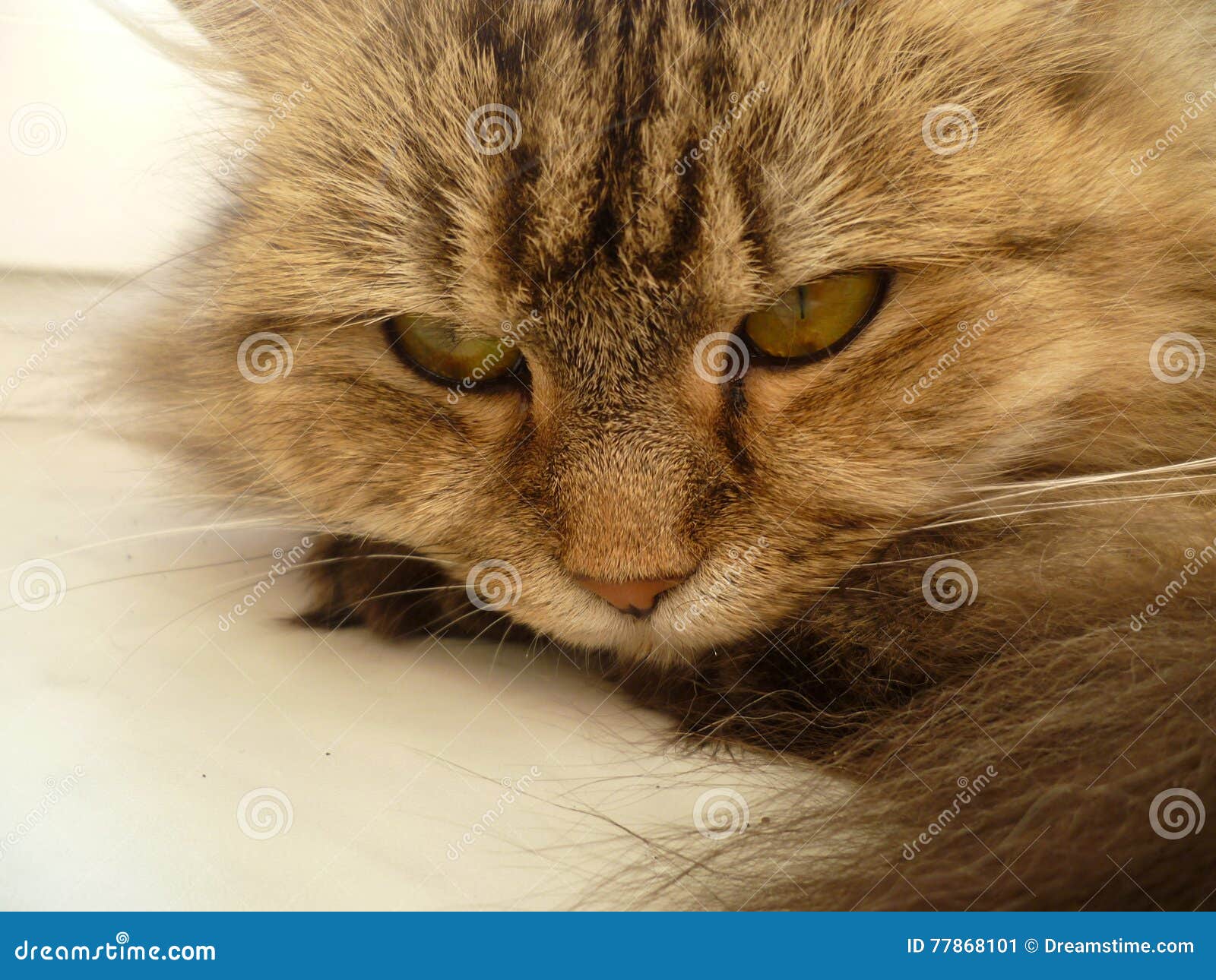 Bad cat stock image. Image of eyes, sinister, downy, moustache - 77868101
