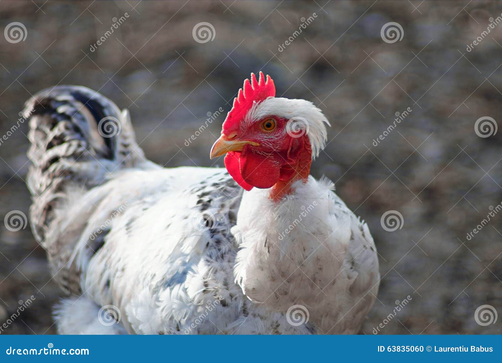 Bad rooster stock photo. Image of homestead, male, ridge - 63835060