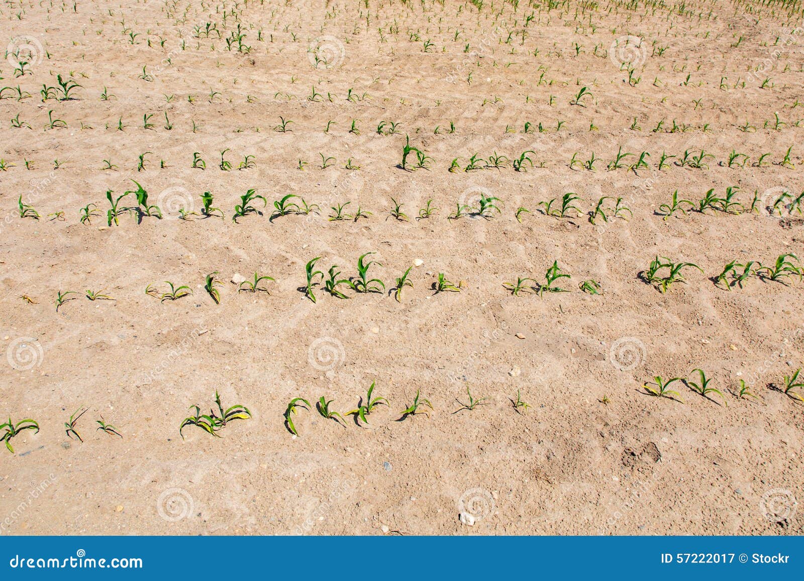 Bad Condition of the Young Corn Field Stock Image - Image of landscape ...