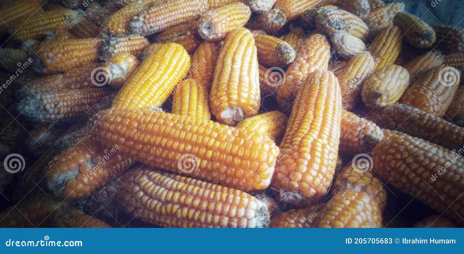 The bad corn stock image. Image of yellow, food, corn - 205705683