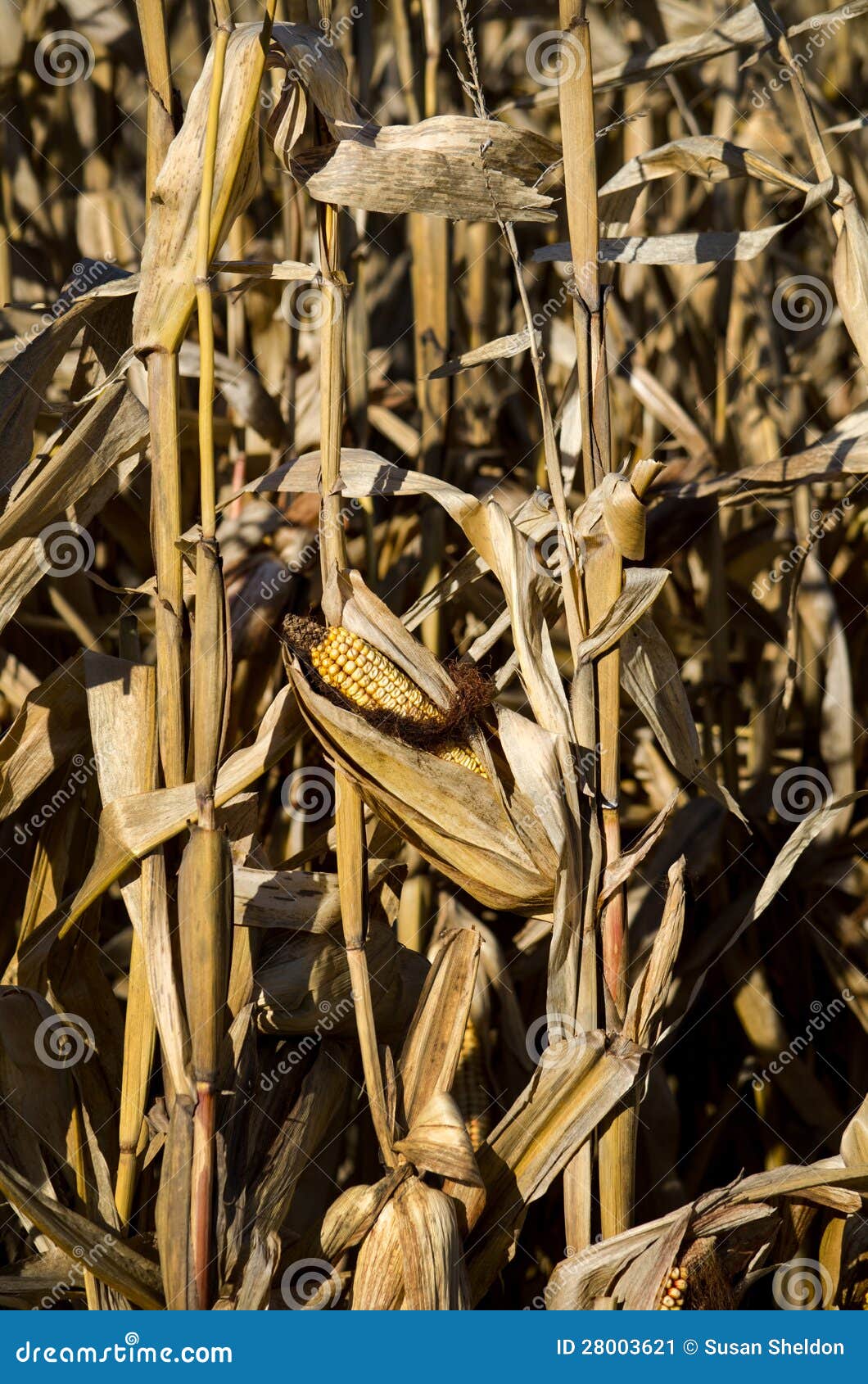 Bad corn, dry year stock image. Image of agriculture - 28003621