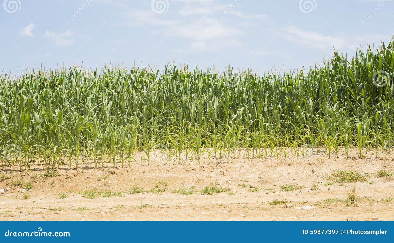 Bad corn growing stock image. Image of head, farming - 59877397