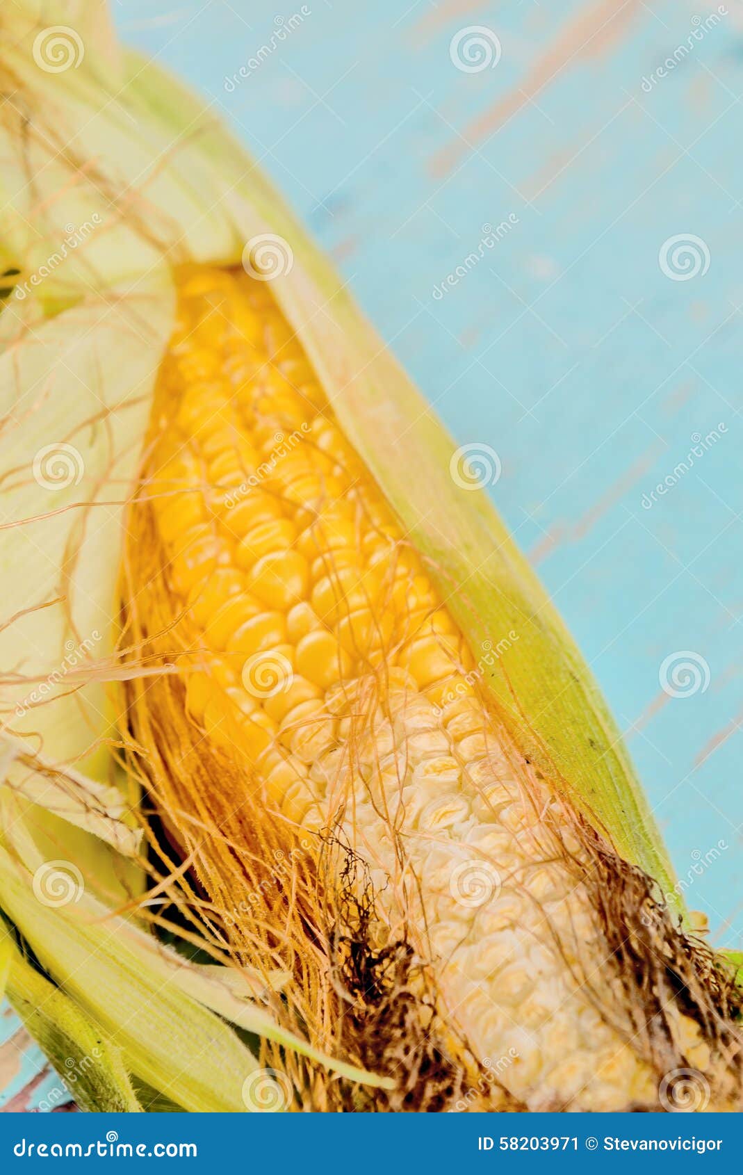 Bad corn stock image. Image of vegetation, genetic, nature - 58203971 Bad corn stock image. Image of vegetation, genetic, nature - 58203971