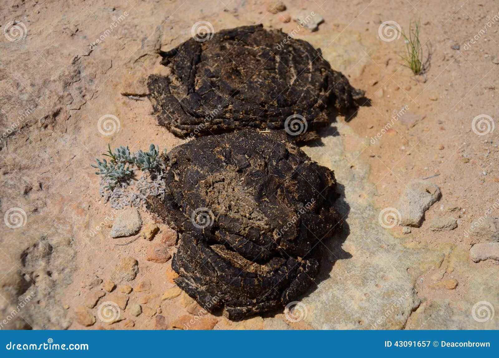 Bad Day? stock image. Image of joke, prank, shit, manure - 43091657