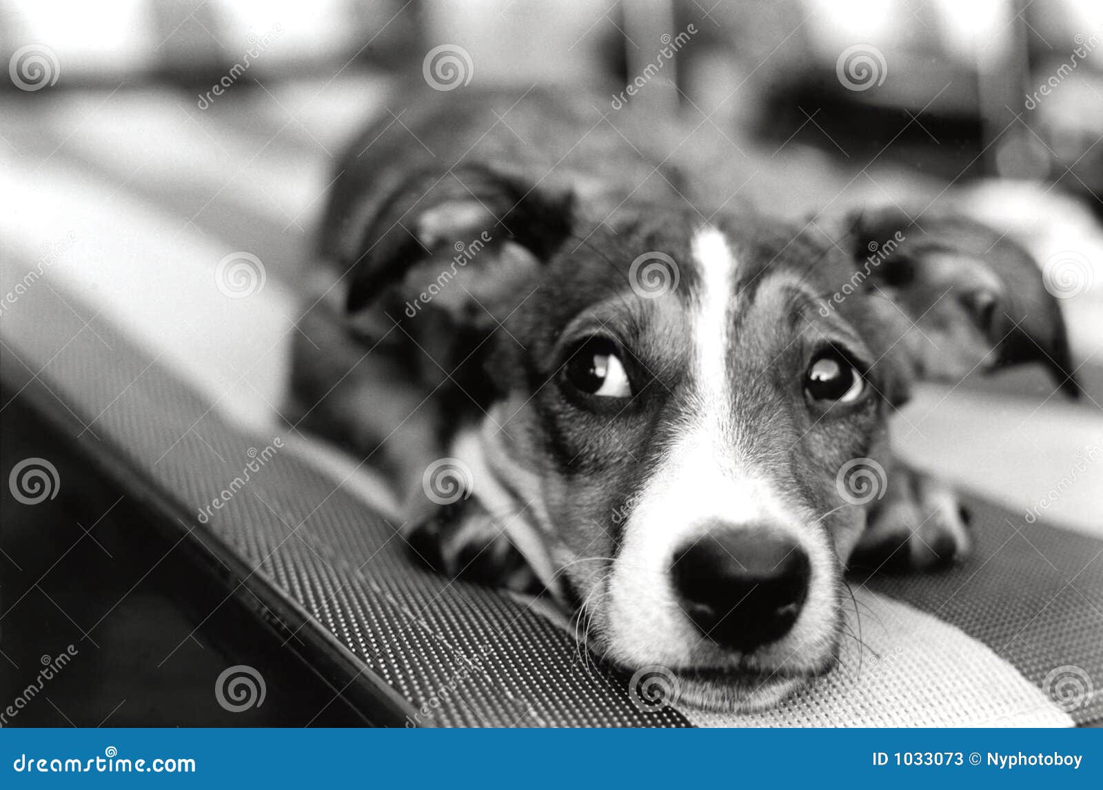 Bad Dog stock image. Image of companion, beautiful, friendship - 1033073