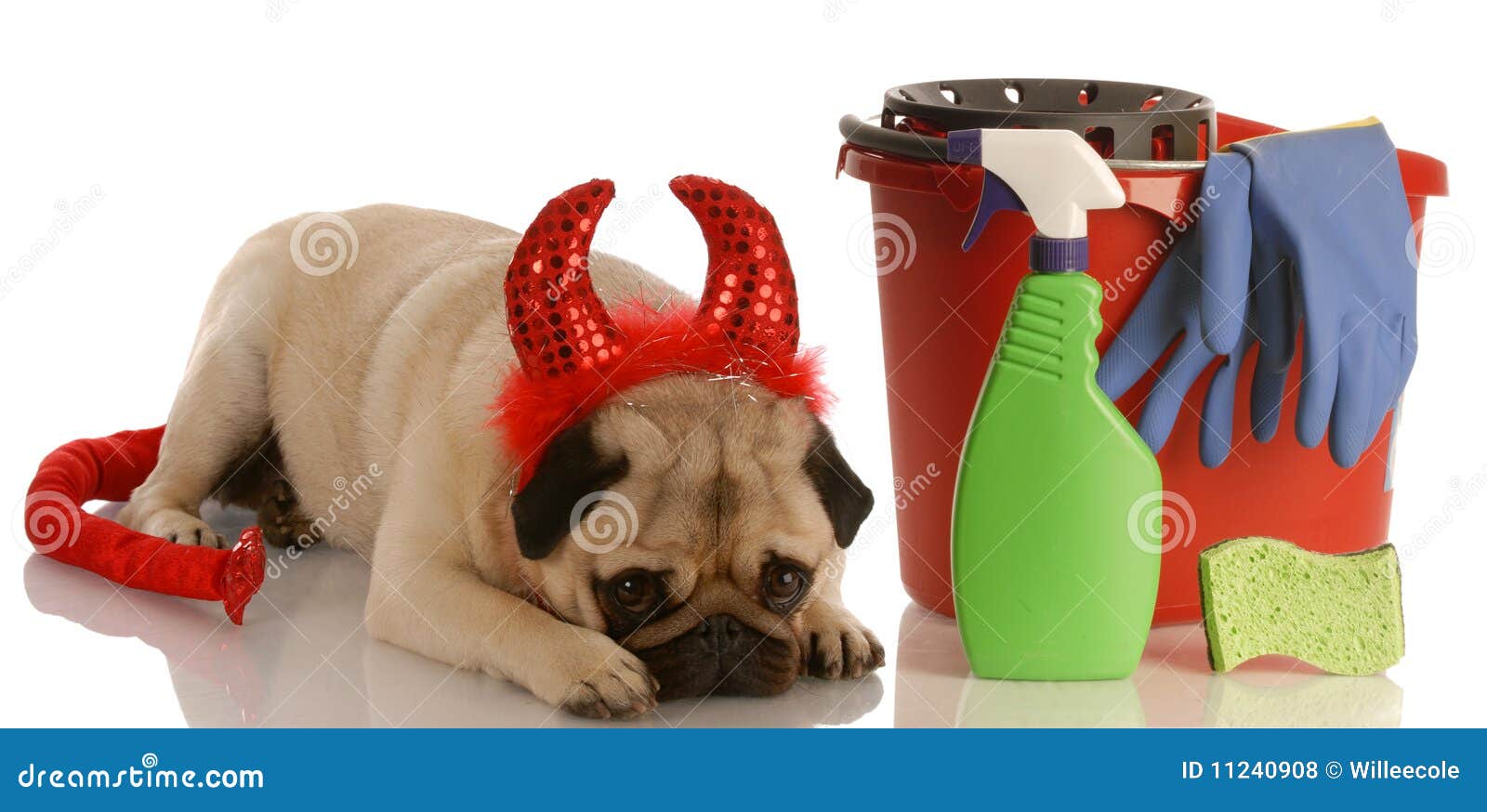 Bad dog stock photo. Image of attitude, bucket, canine - 11240908