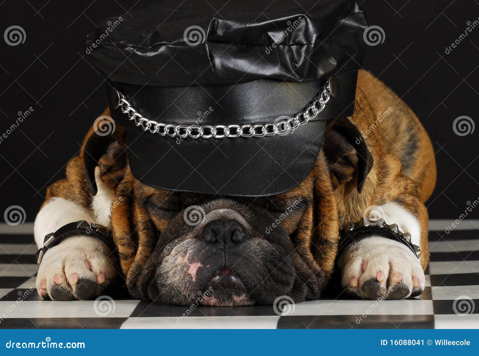 Bad dog stock image. Image of mammal, bracelet, coat - 16088041