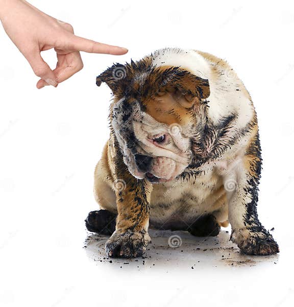 Bad dog stock image. Image of care, reflection, grooming - 26209201