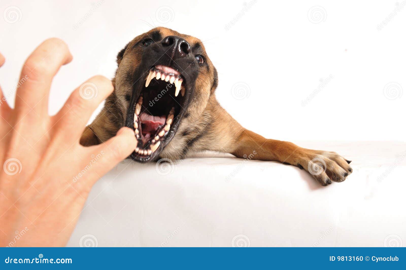 Bad dog stock photo. Image of hand, violence, barking - 9813160