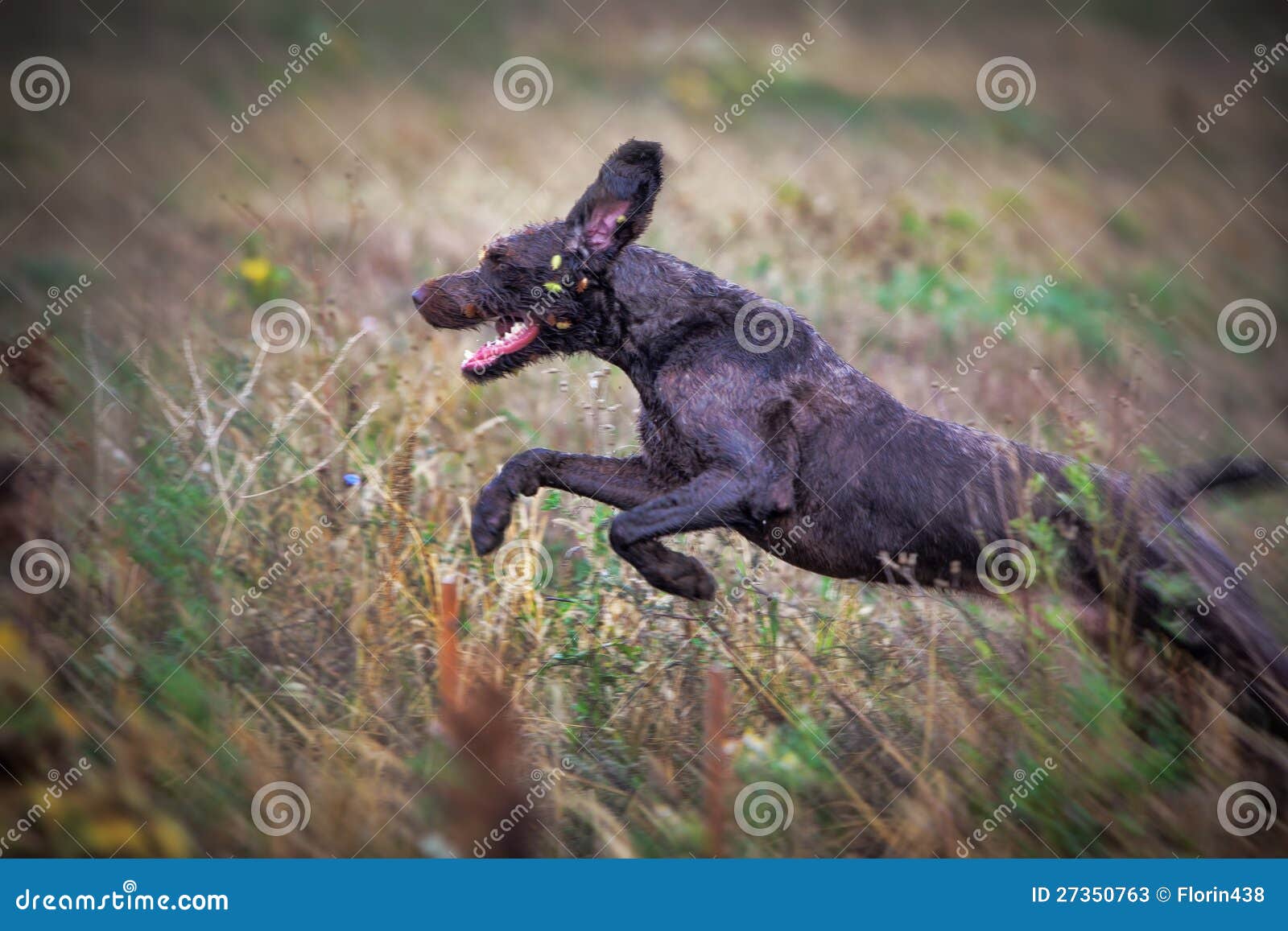 Bad dog hunting stock image. Image of shoot, hunter, autumn - 27350763