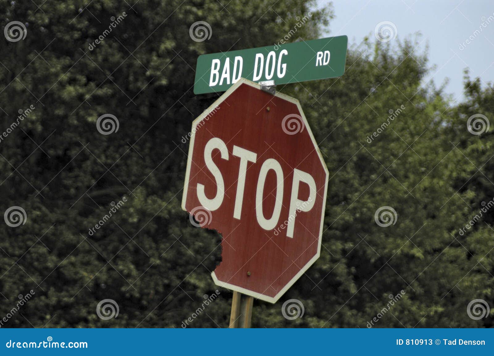 Bad Dog Road & Sign stock image. Image of sign, bite - 810913