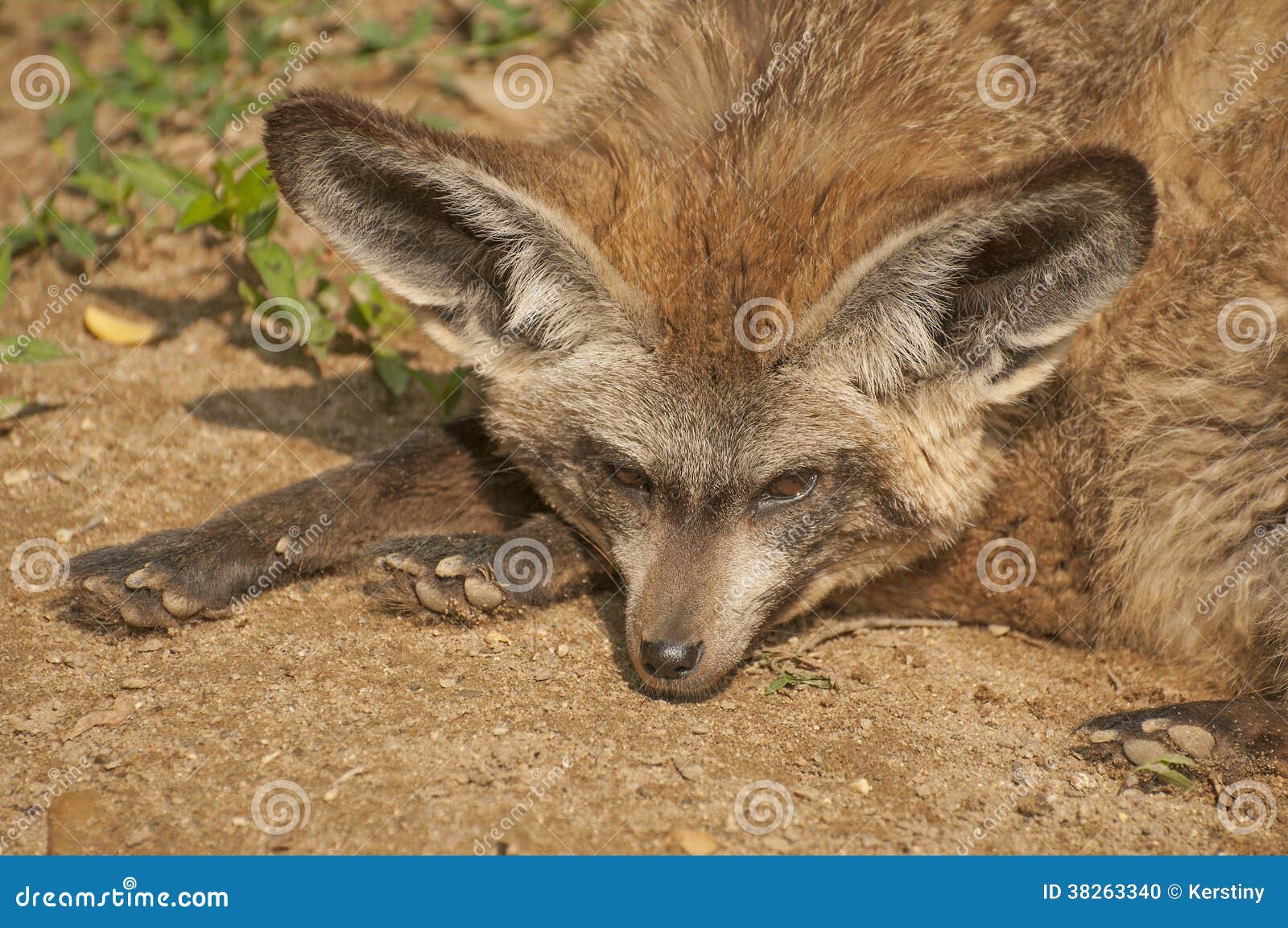 Bad-eared fox stock photo. Image of vertebrate, nature - 38263340