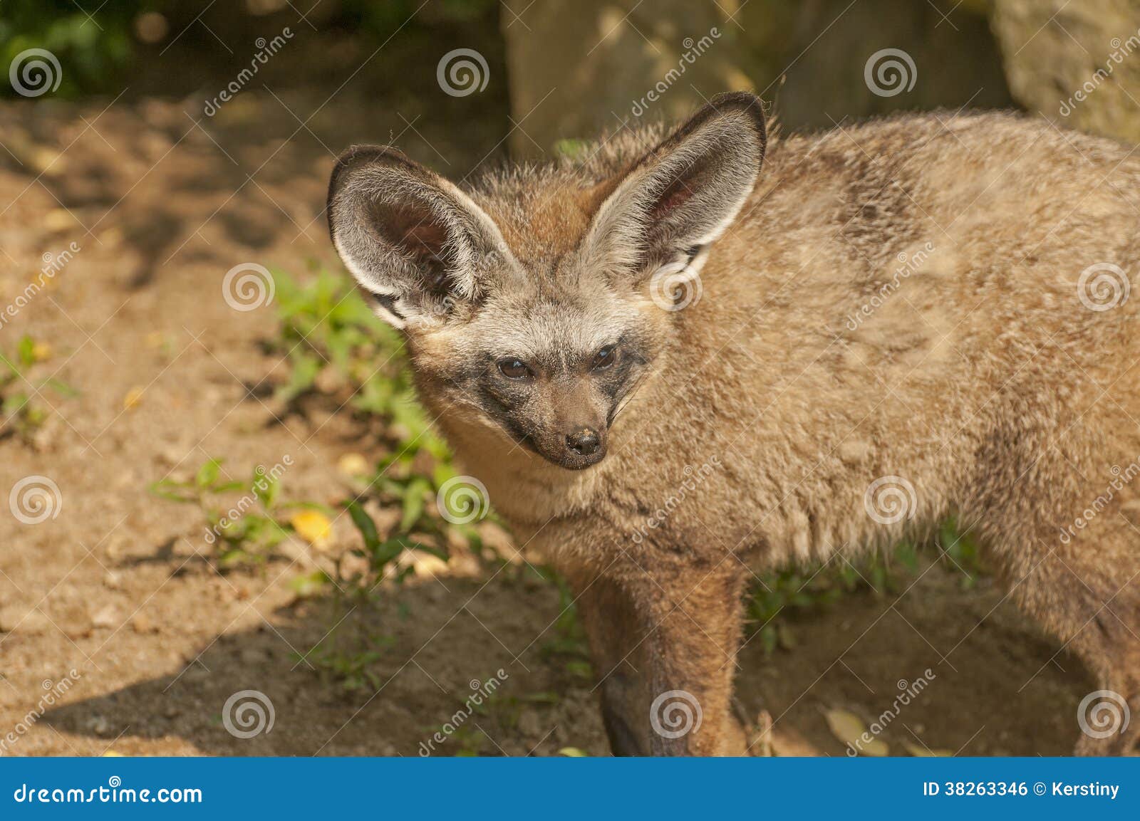 Bad-eared fox stock photo. Image of natural, beast, nature - 38263346