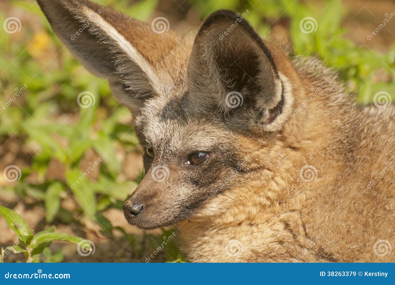 Bad-eared fox stock image. Image of badeared, nature - 38263379