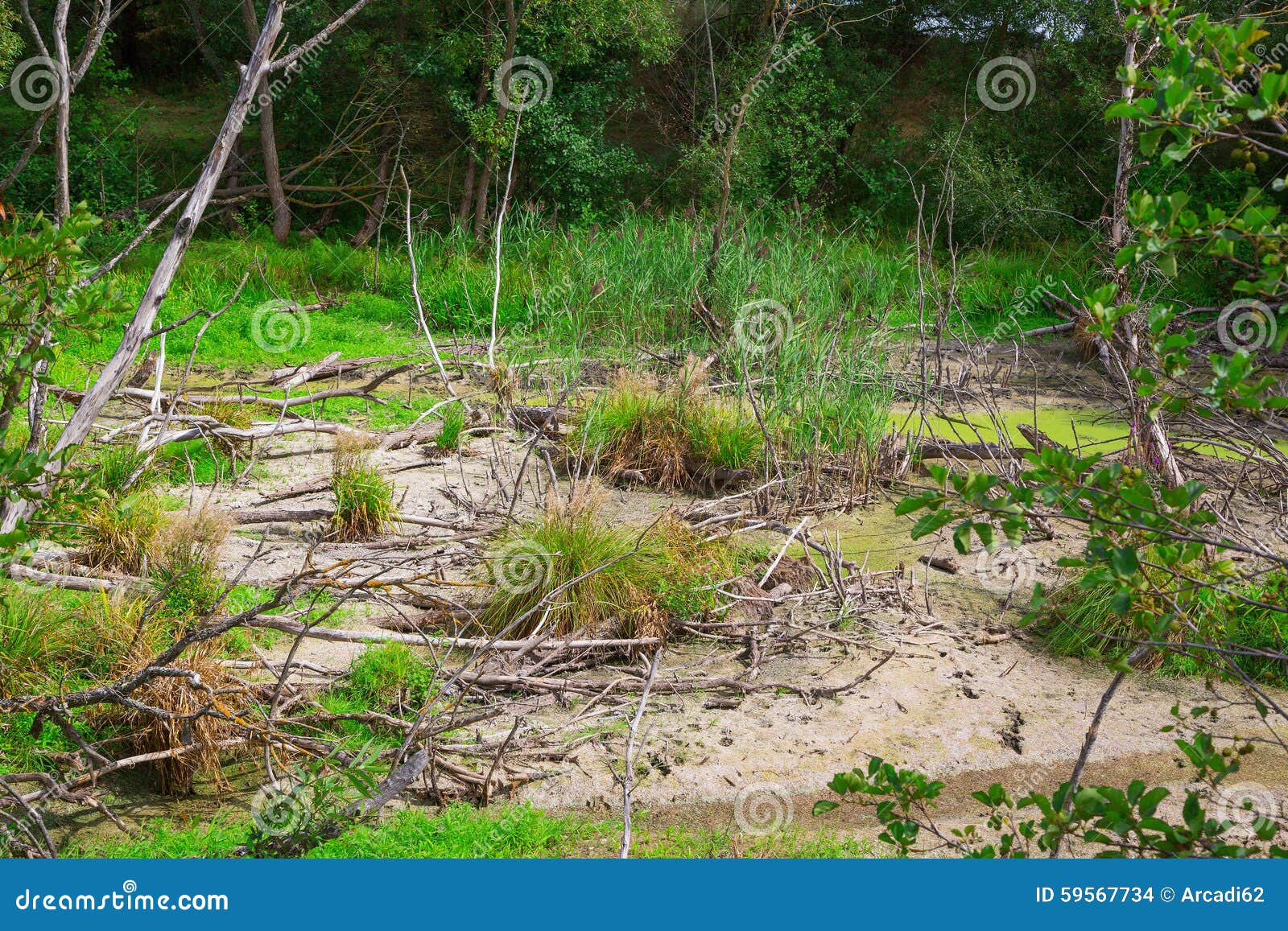 Bad ecology in nature stock photo. Image of green, duckweed - 59567734