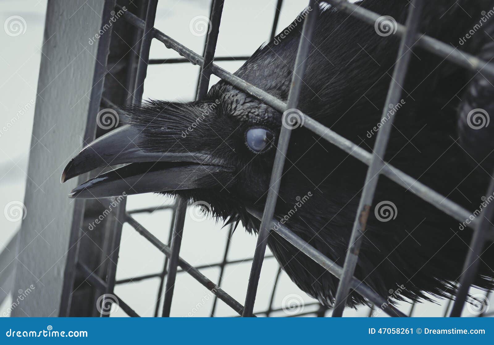 The Bad Guy in a Cage stock image. Image of prisoner - 47058261