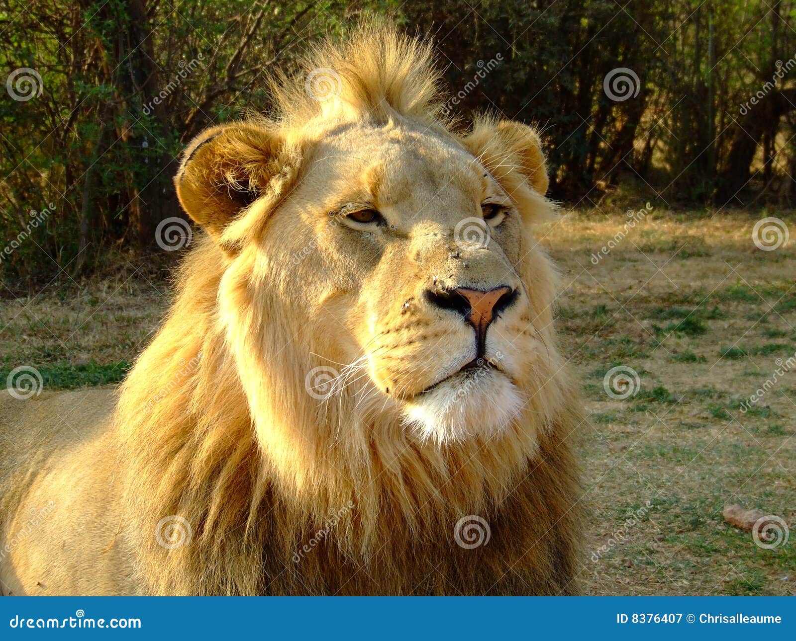 Bad hair day stock image. Image of ruler, play, lazy, relax - 8376407