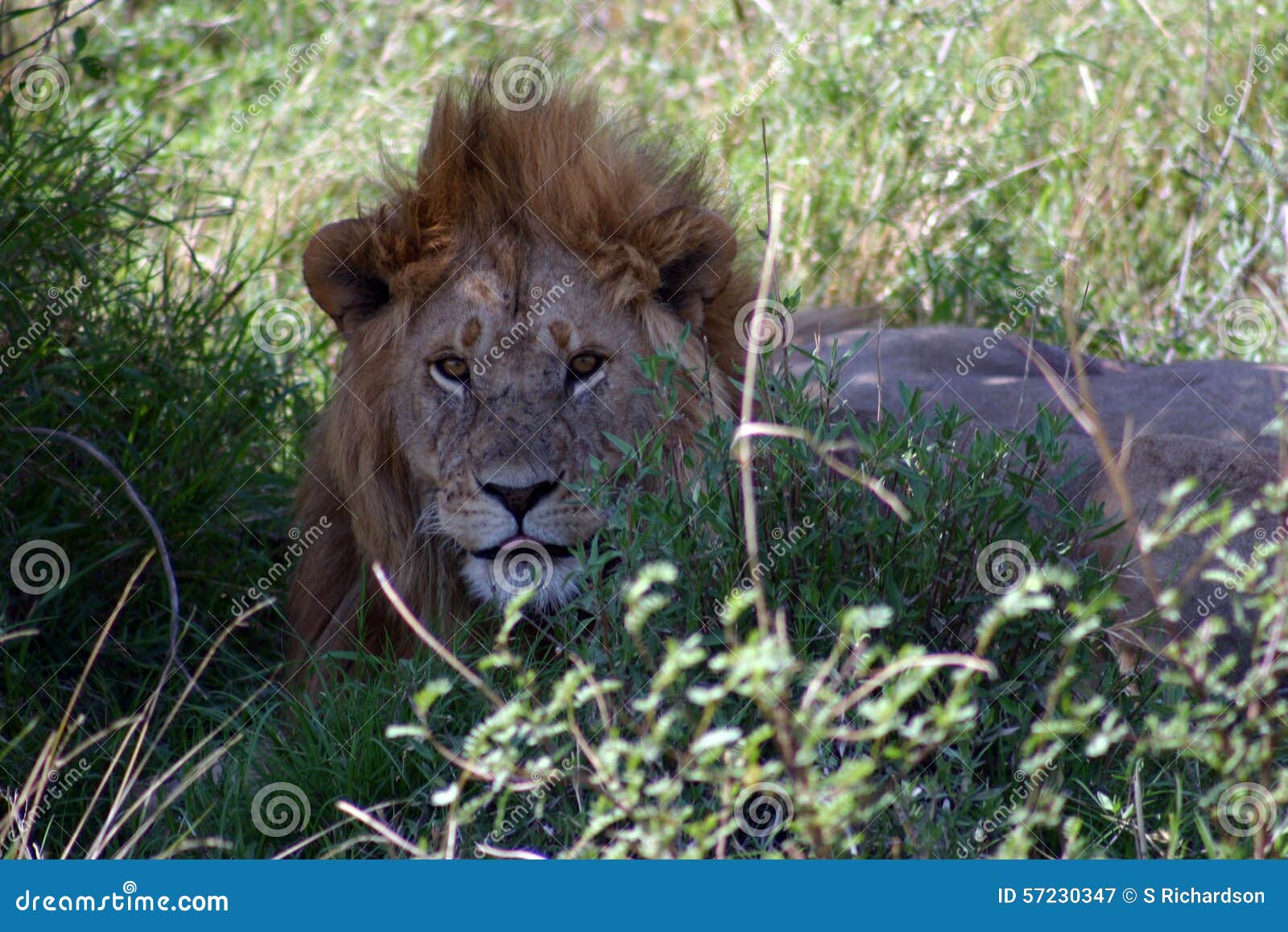Bad Hair Day for a Male Lion in the Serengeti NP Stock Image - Image of ...