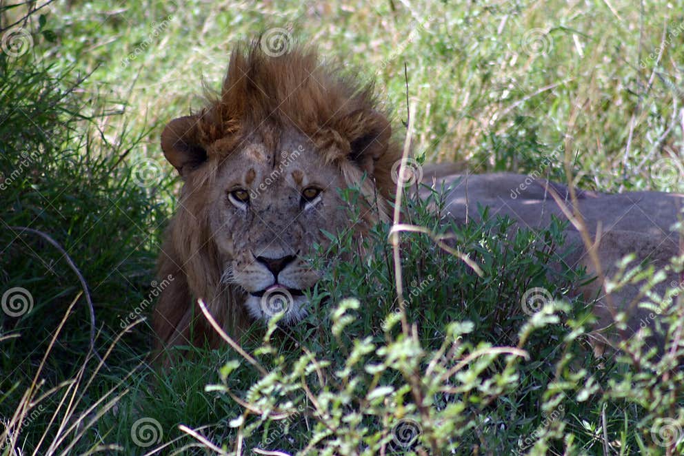 Bad Hair Day for a Male Lion in the Serengeti NP Stock Image - Image of ...