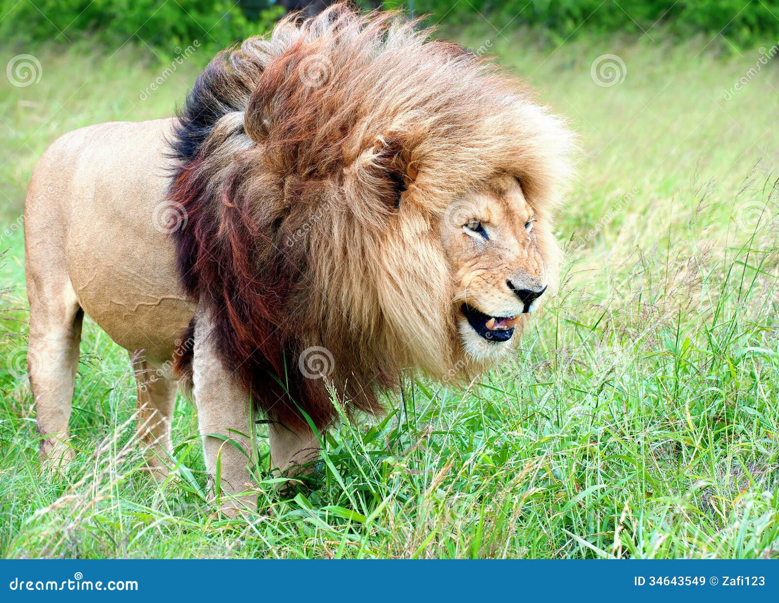 Bad hair day stock image. Image of hair, lion, dangerous - 34643549
