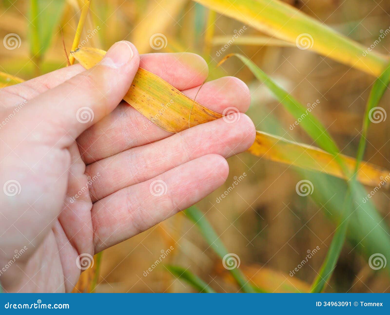 Bad harvest stock image. Image of farming, crops, farmer - 34963091