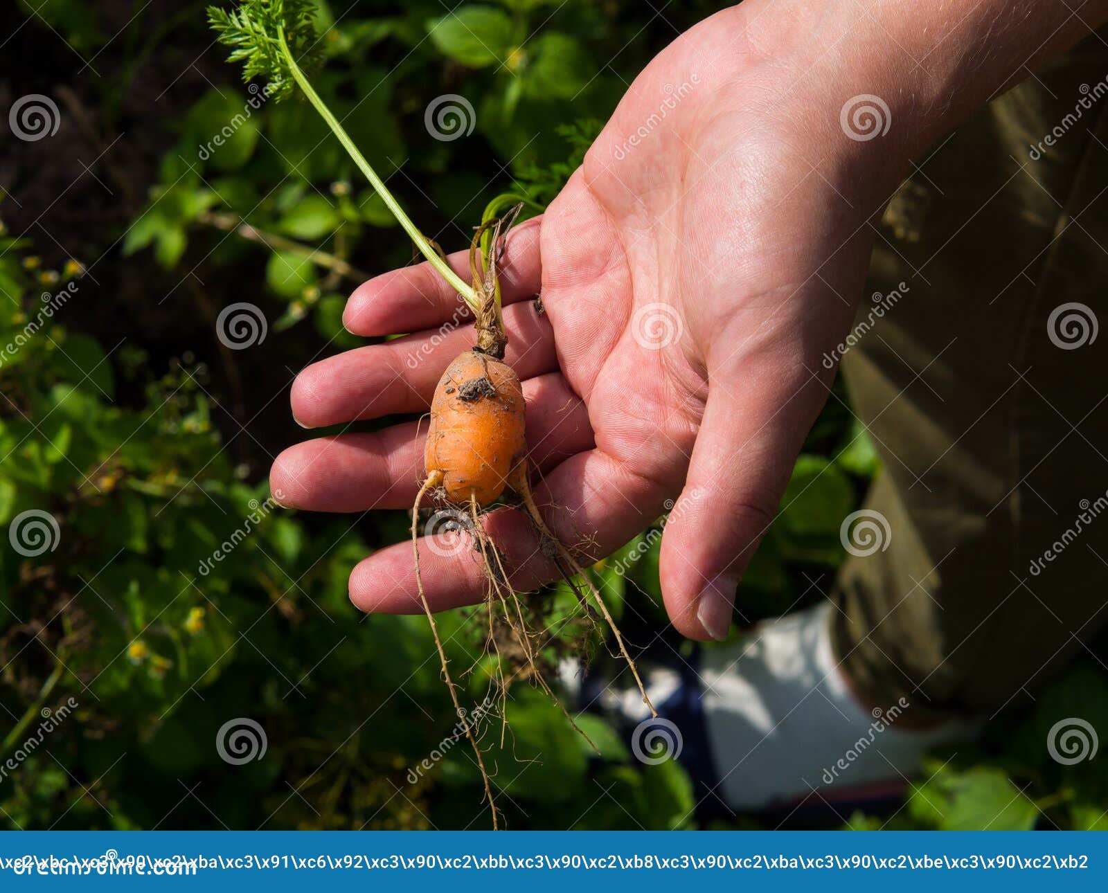 Bad harvest stock image. Image of arid, negative, problem - 228736629