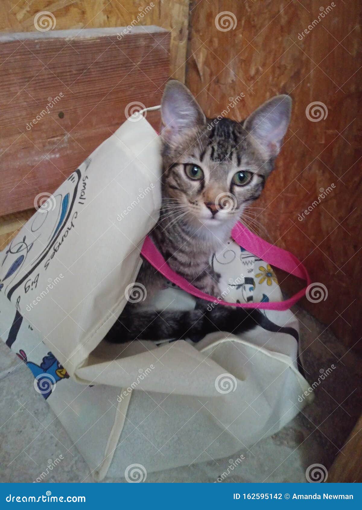 Bad kitty stock photo. Image of kitty, hiding, kitten - 162595142