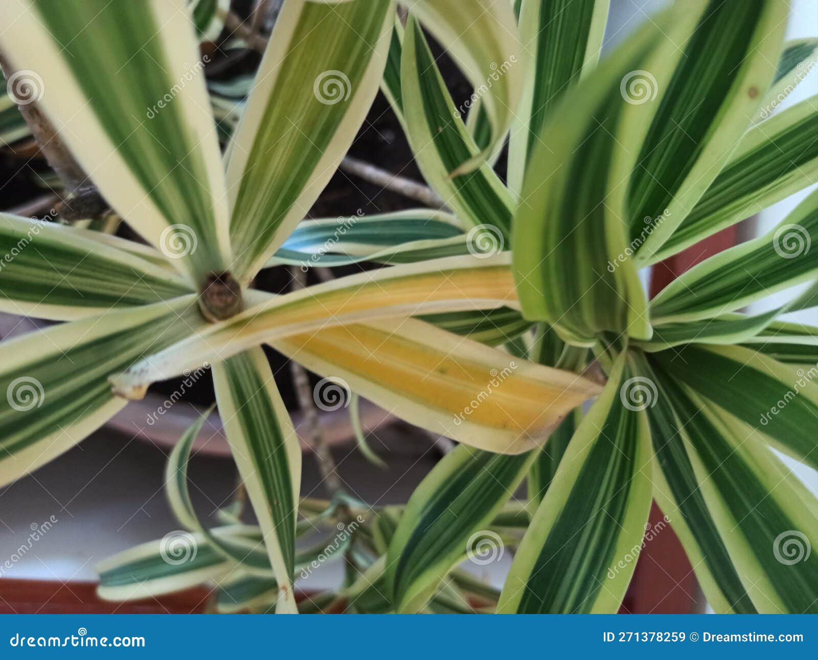 Bad Leaves Condition of Plants in the Office Stock Image - Image of ...