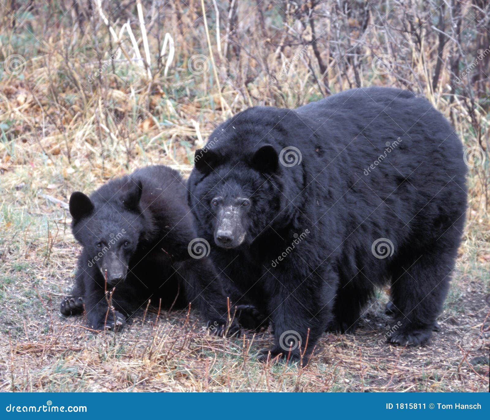 Bad Mama stock image. Image of scarred, mother, bear, black - 1815811