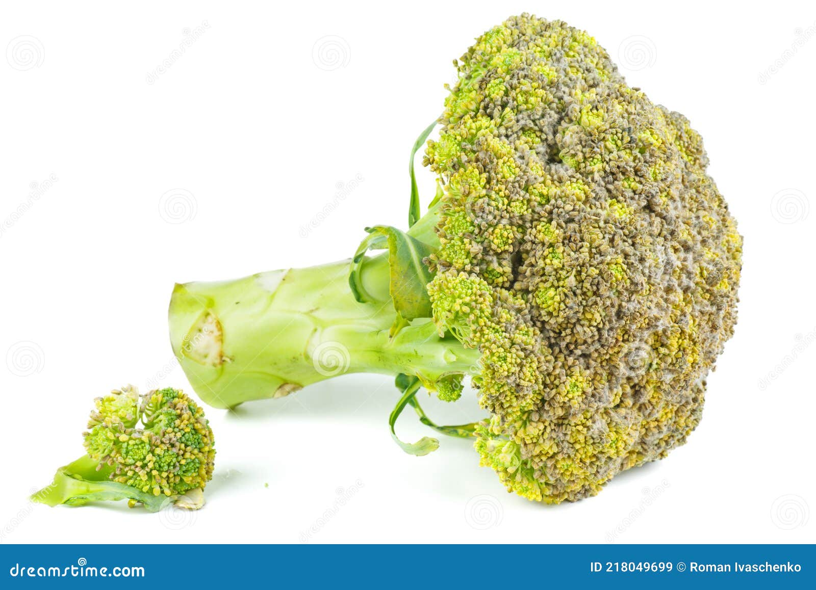 Bad Overripe Broccoli Cabbage Isolated on White Stock Image - Image of ...