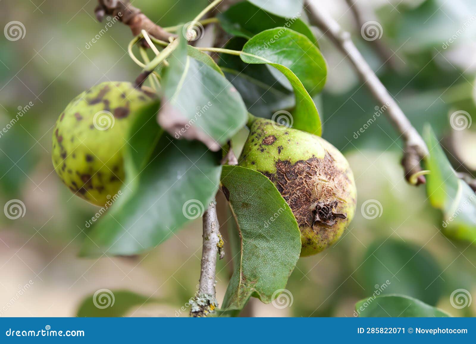 Diseased Ash Trees From Emerald Ash Borer Devastation Royalty-Free ...