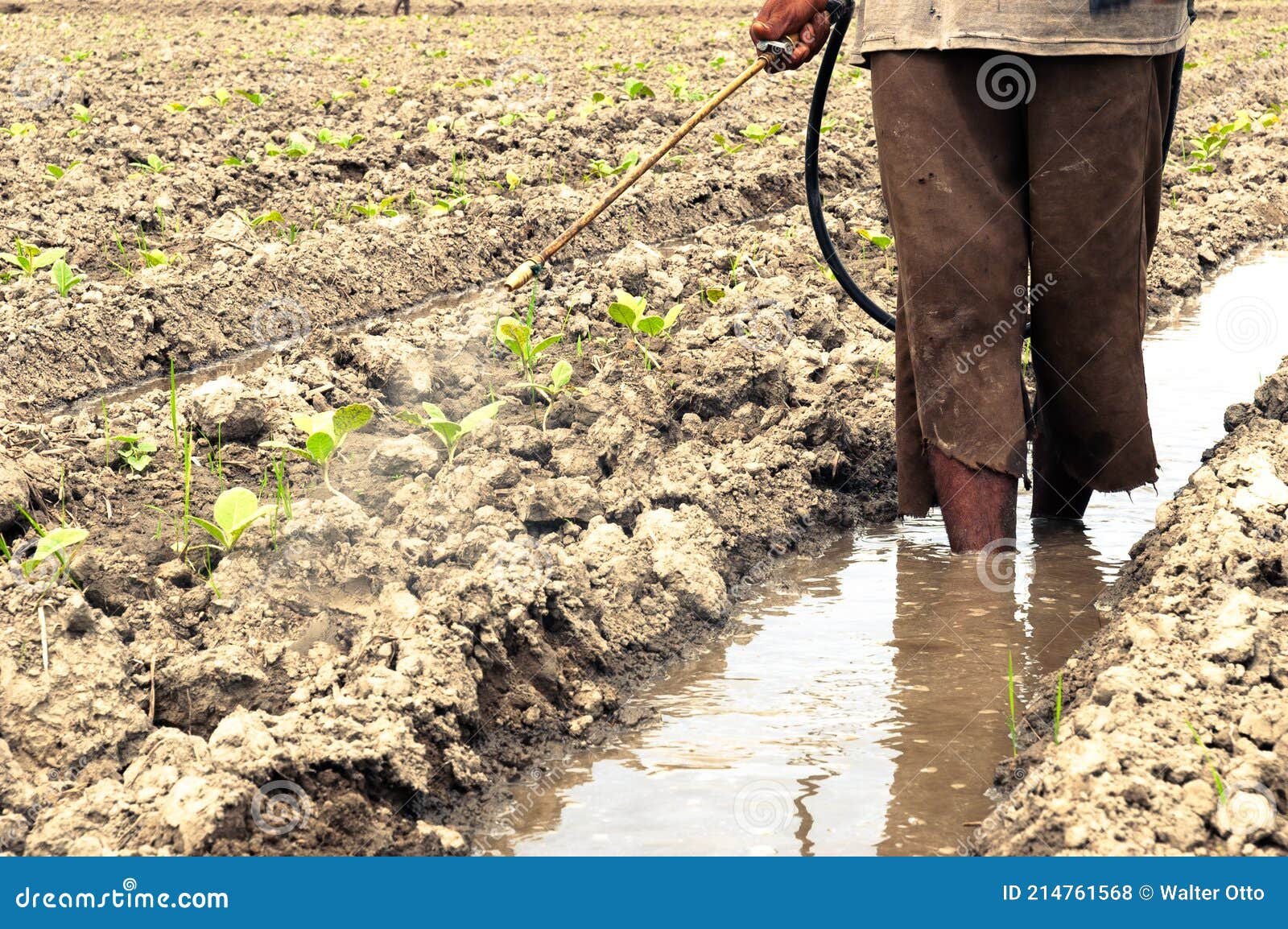 Bad Practices in the Application of Agricultural Chemicals Stock Photo ... Bad Practices in the Application of Agricultural Chemicals Stock Photo ...