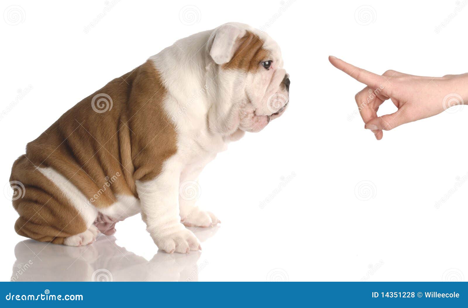 Bad puppy stock photo. Image of reprimanding, house, naughty - 14351228