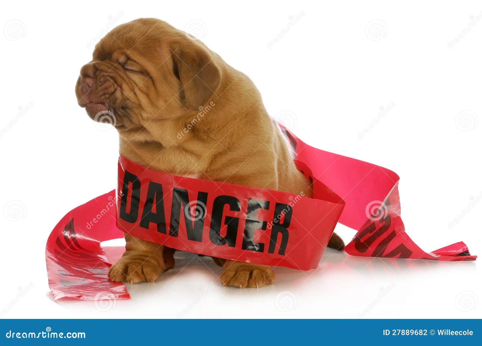 Bad puppy stock photo. Image of adorable, hindrance, bordeaux - 27889682