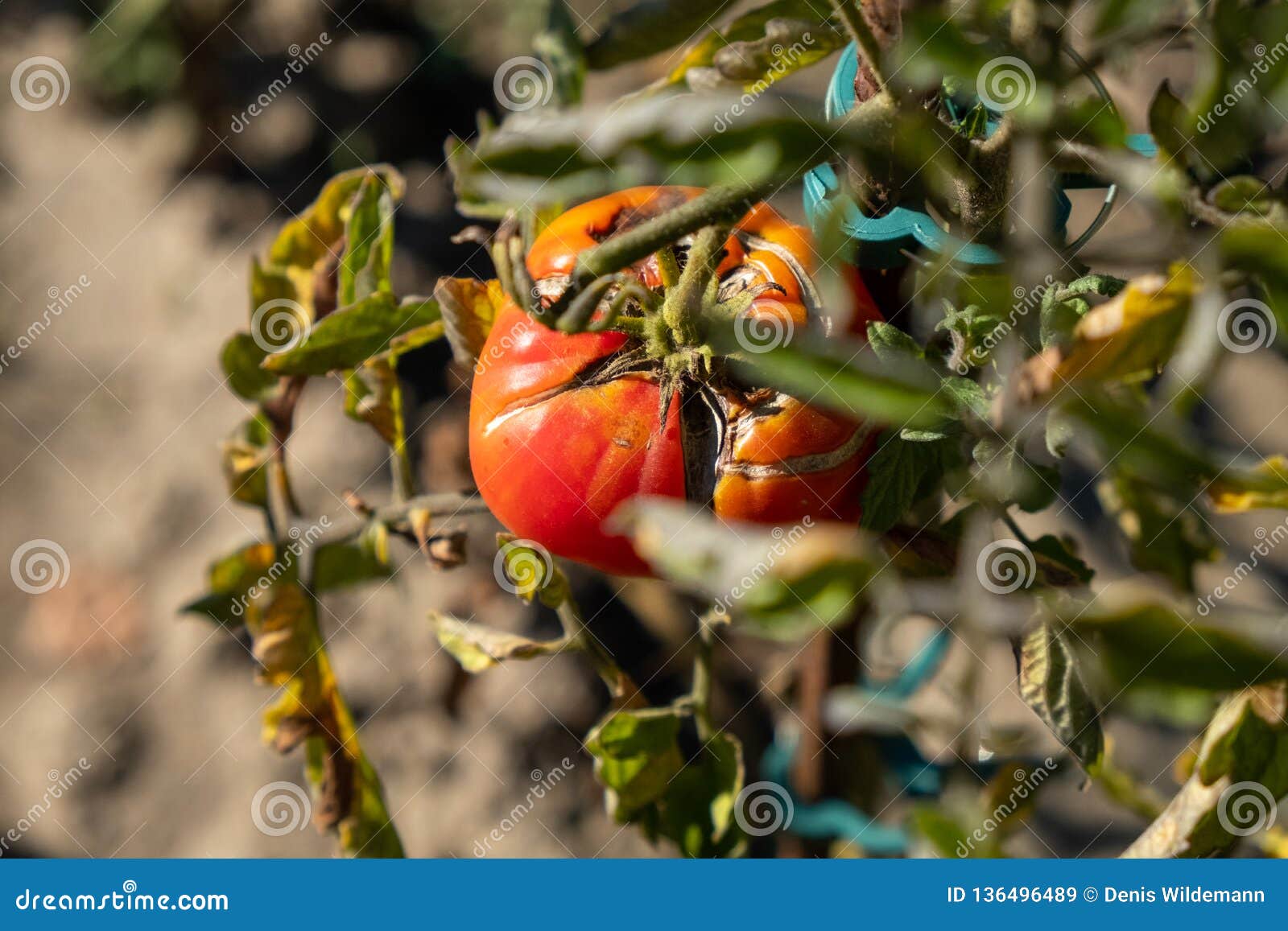 A Bad Red Tomato on the Shrub Stock Image - Image of nature, flower ...