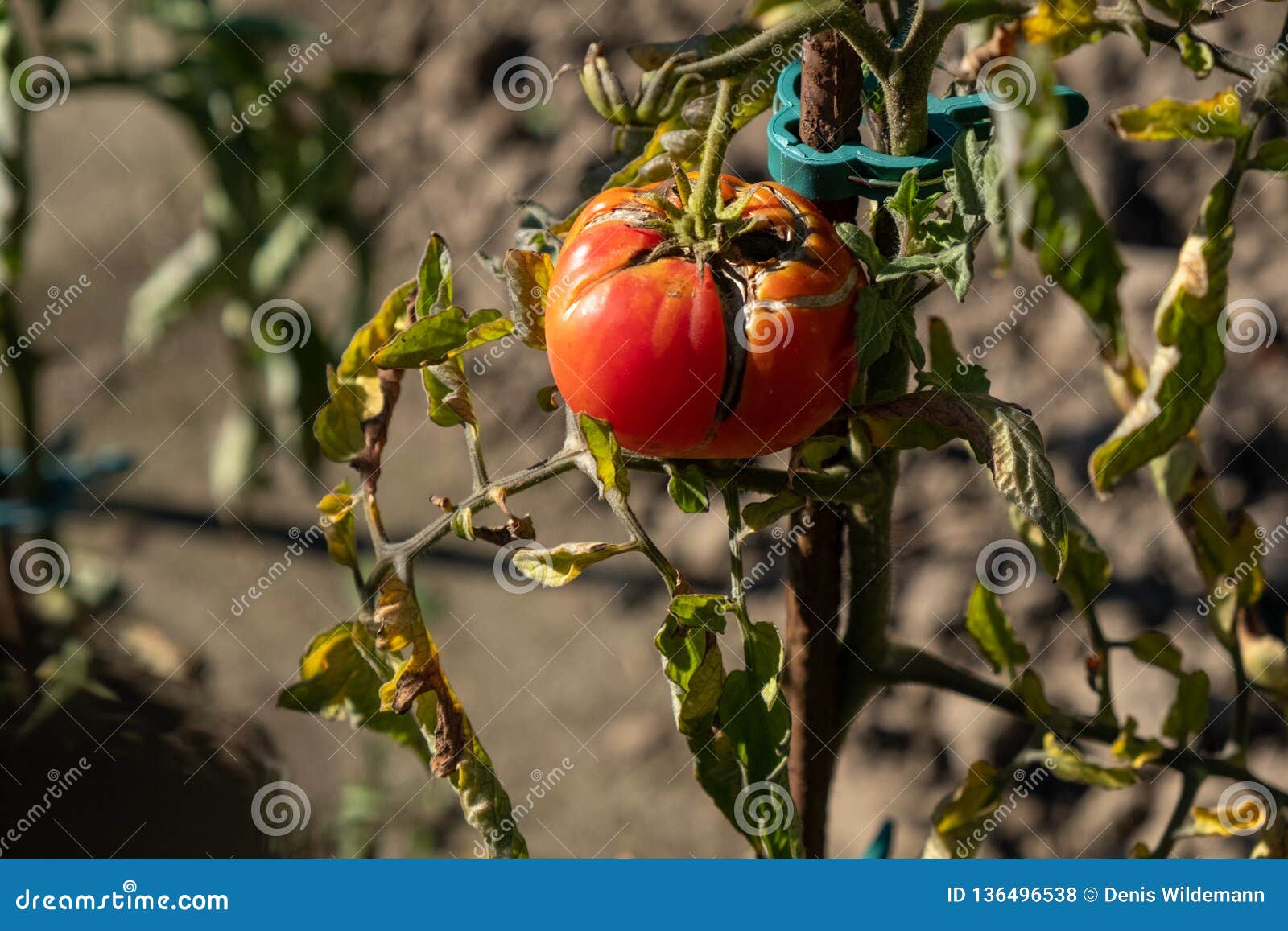 A Bad Red Tomato on the Shrub Stock Photo - Image of background, nature ...