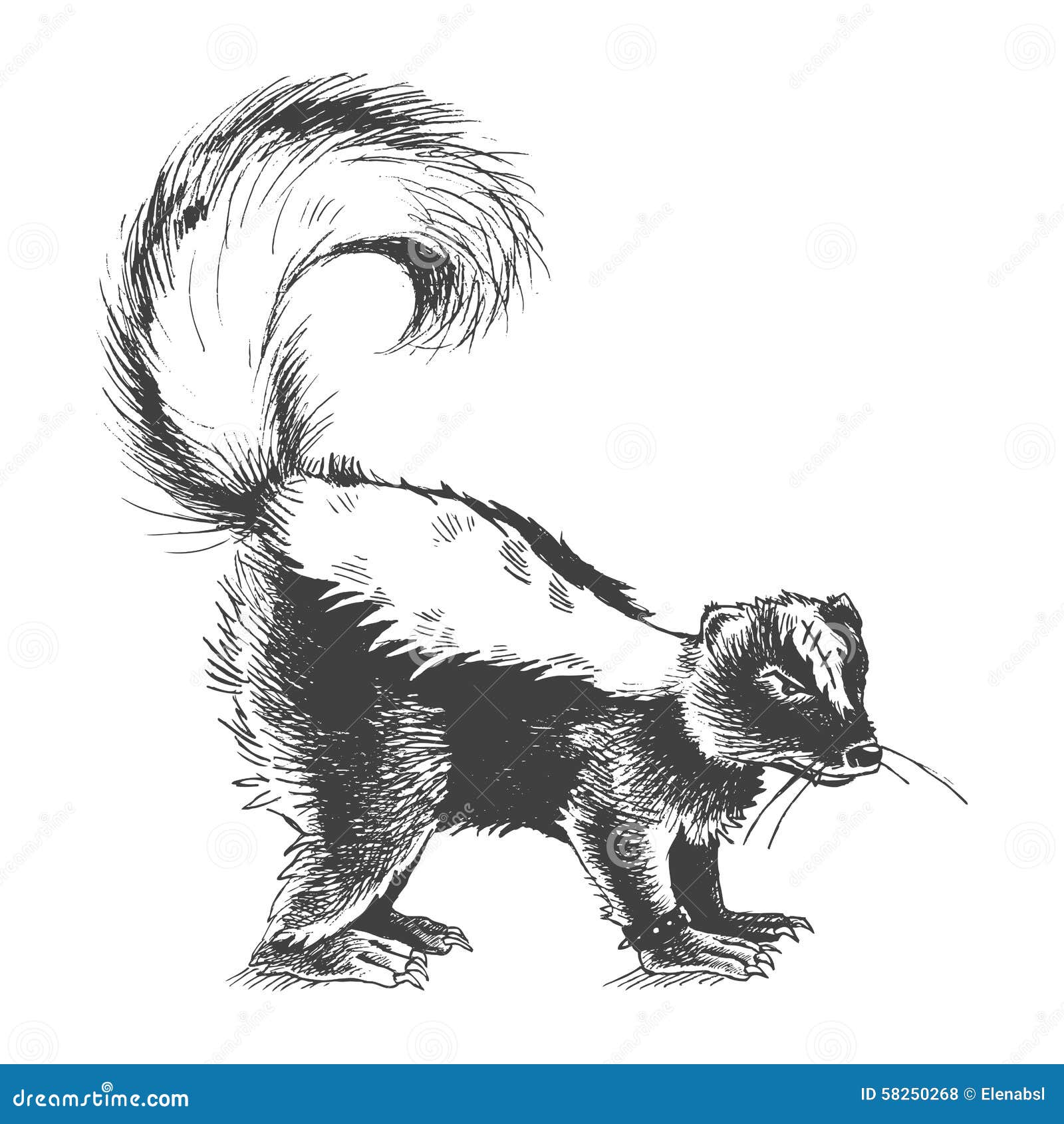 Bad skunk stock vector. Illustration of drawing, character - 58250268