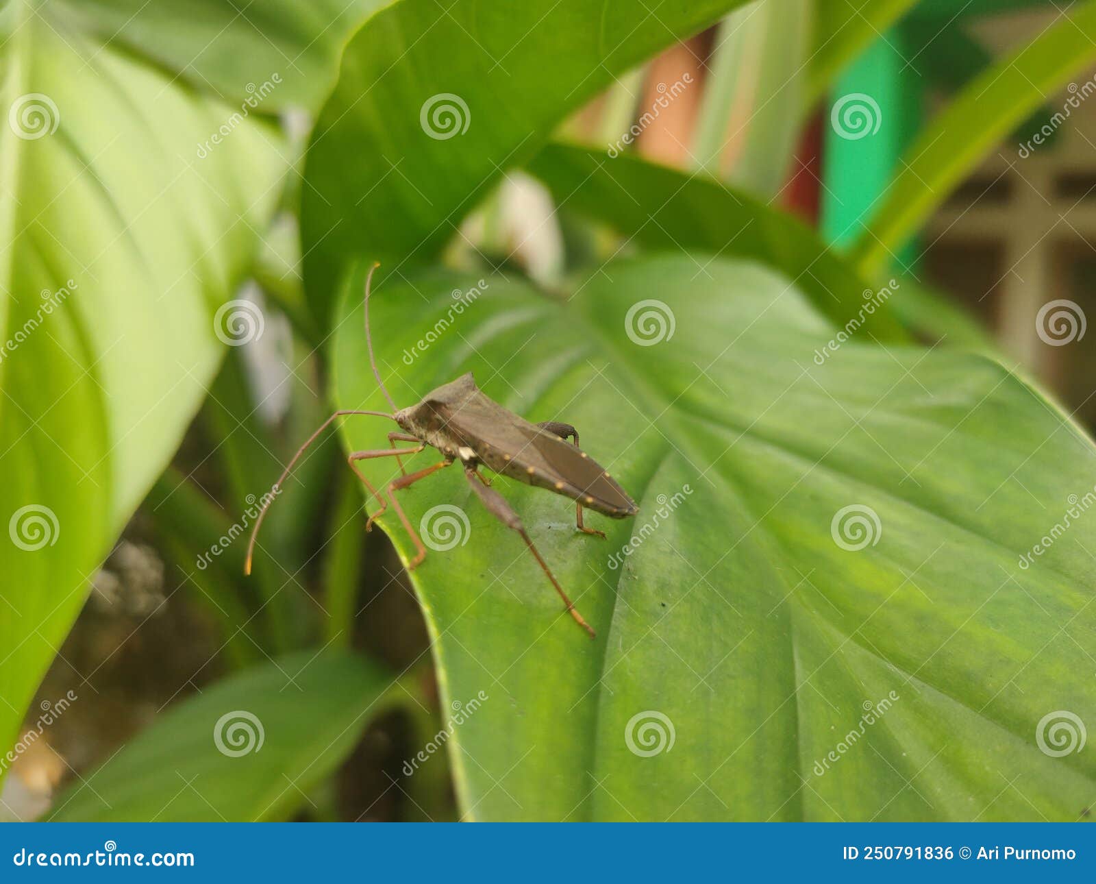 Bad-smell Grasshopper are on the Branches of the Plants Stock Photo ...